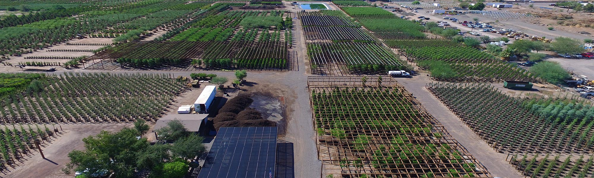 Wholesale Commercial Tree Farm Western Tree Company Arizona