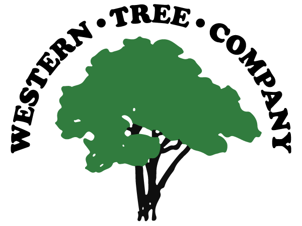 Wholesale Commercial Tree Farm Western Tree Company Arizona